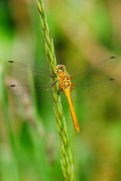 Sympetrum sanguineum